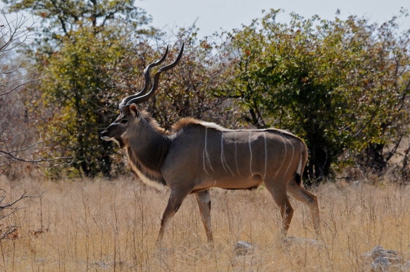 Album Namibia: Die Tierwelt | Reiseinfo4you