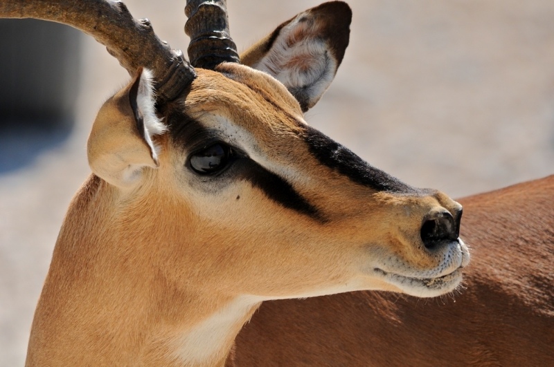 Album Namibia: Die Tierwelt | Reiseinfo4you